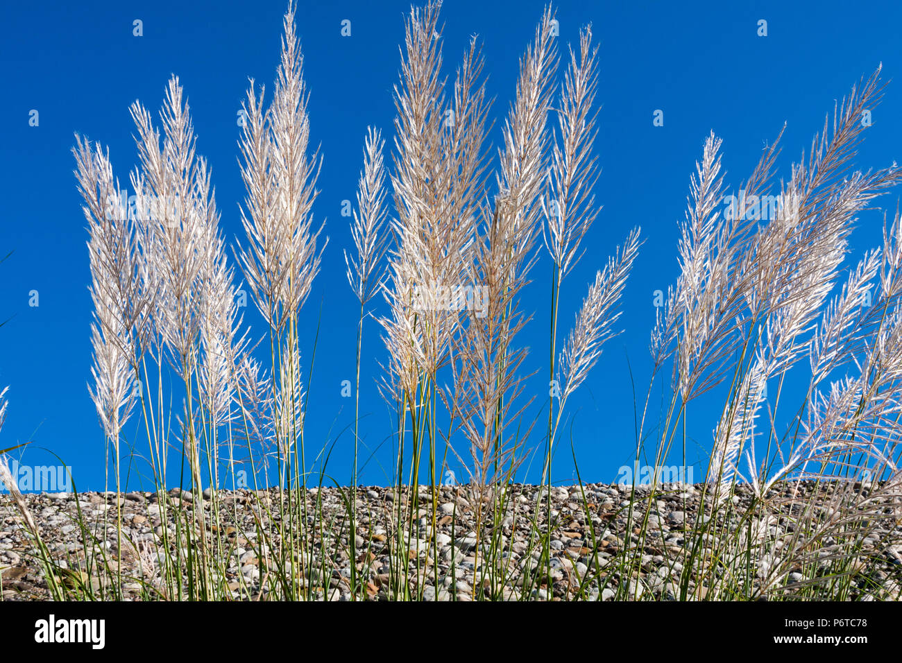 Kans grass, wild sugarcane (Saccharum spontaneum L.) against blue sky ...