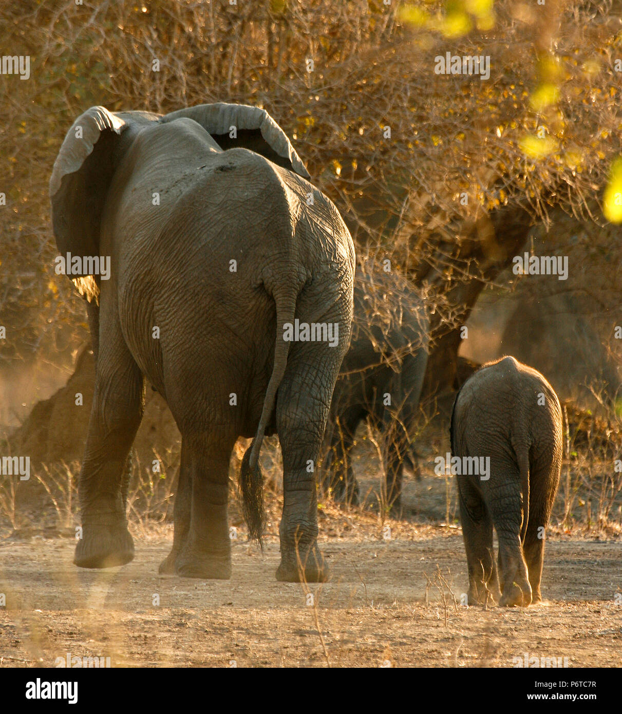 Elephant, Loxodonta africana. Mana Pools National Park. Zimbabwe Stock ...
