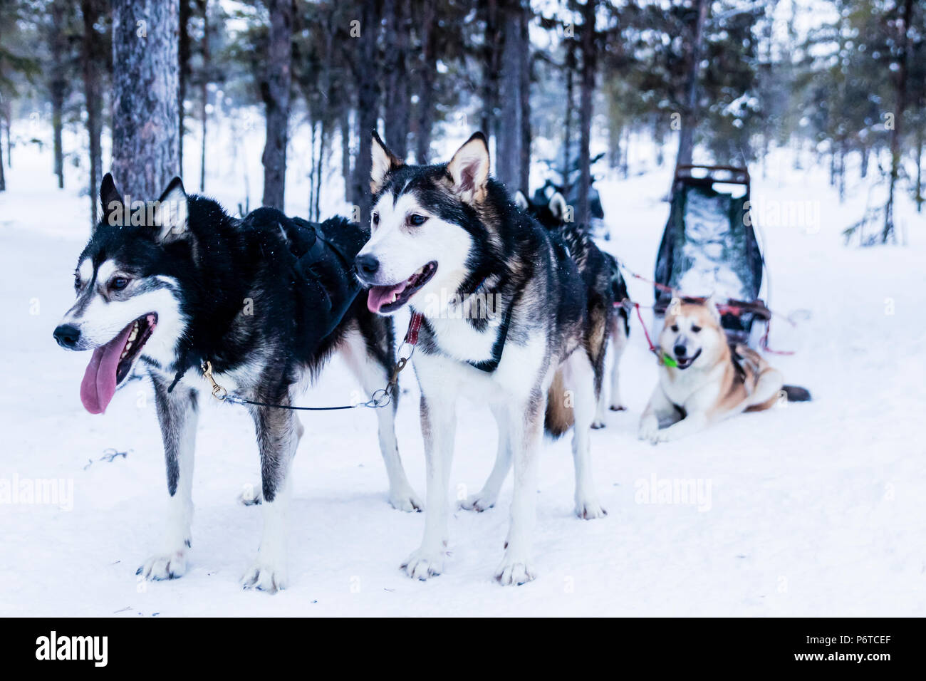 Huskies pulling sleigh hi-res stock photography and images - Alamy