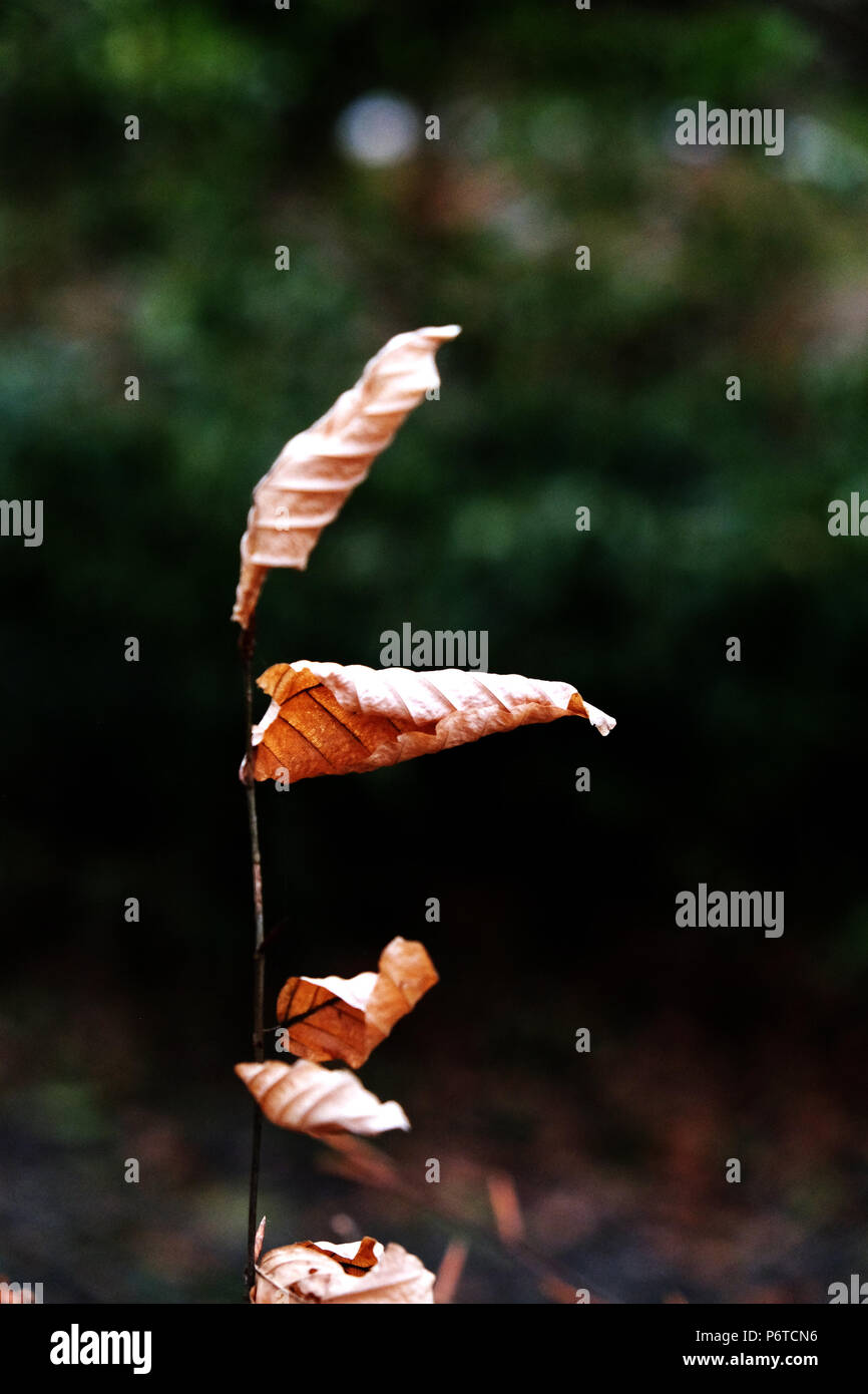 Old leaf hi-res stock photography and images - Alamy