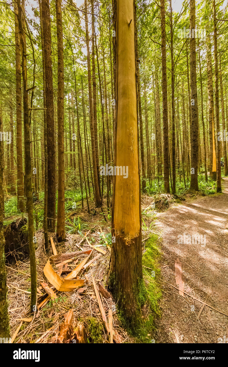 Traditional technique of removing strip of Western Redcedar, Thuja ...