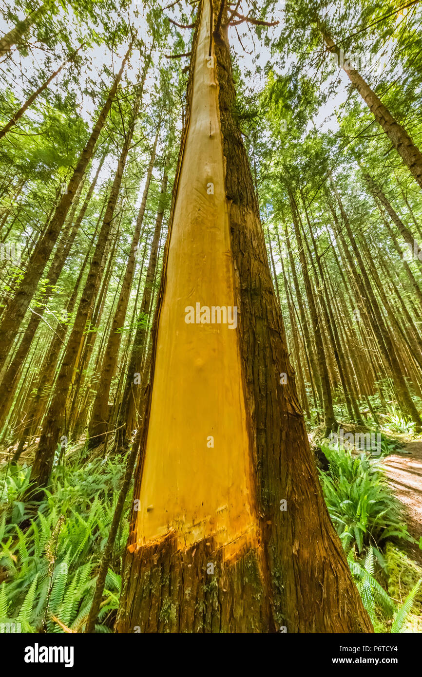 Traditional technique of removing strip of Western Redcedar, Thuja ...