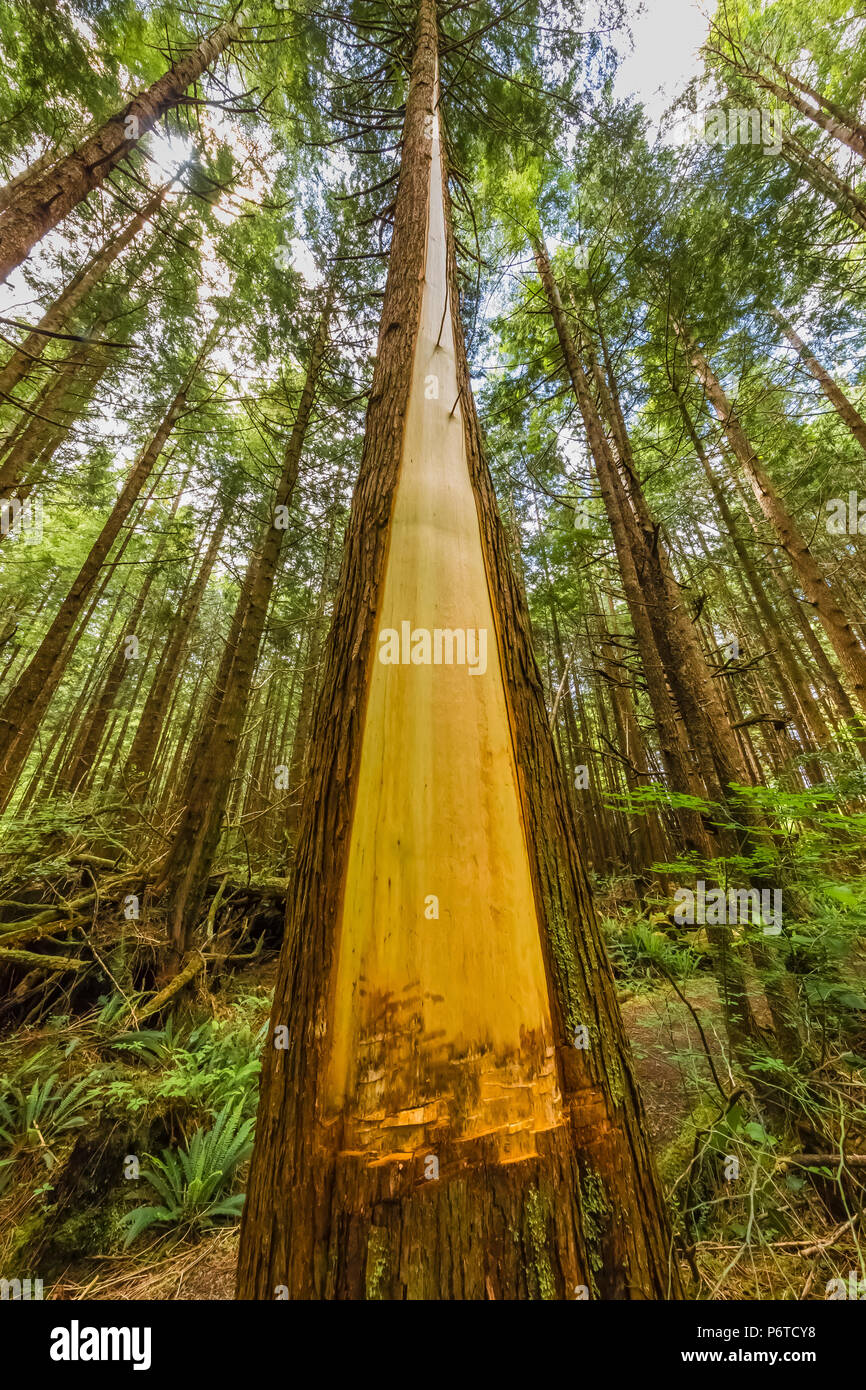 Traditional technique of removing strip of Western Redcedar, Thuja ...