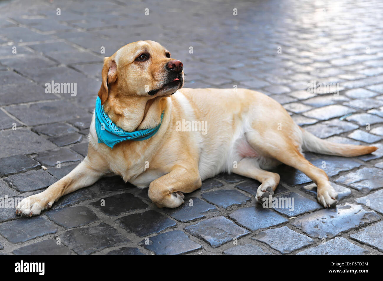 Yellow Labrador Retriever with bandana laying at cobblestones Stock ...