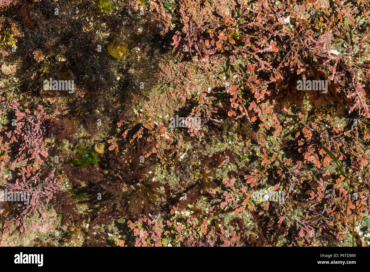 Coralline Algae, Corallina spp., lining the rock walls of a tide pool ...