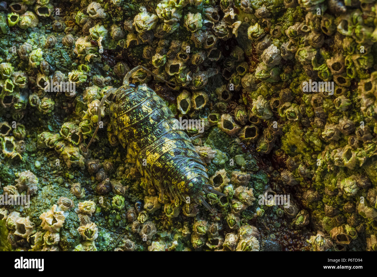 Vosnesenskys isopod hi-res stock photography and images - Alamy