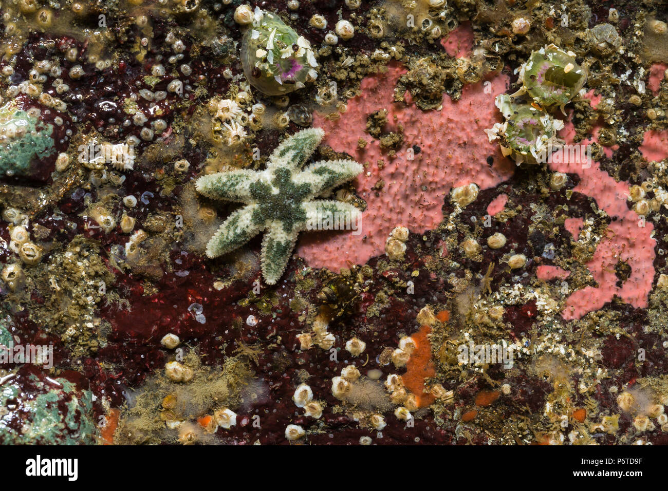 Six rayed sea star hi-res stock photography and images - Alamy