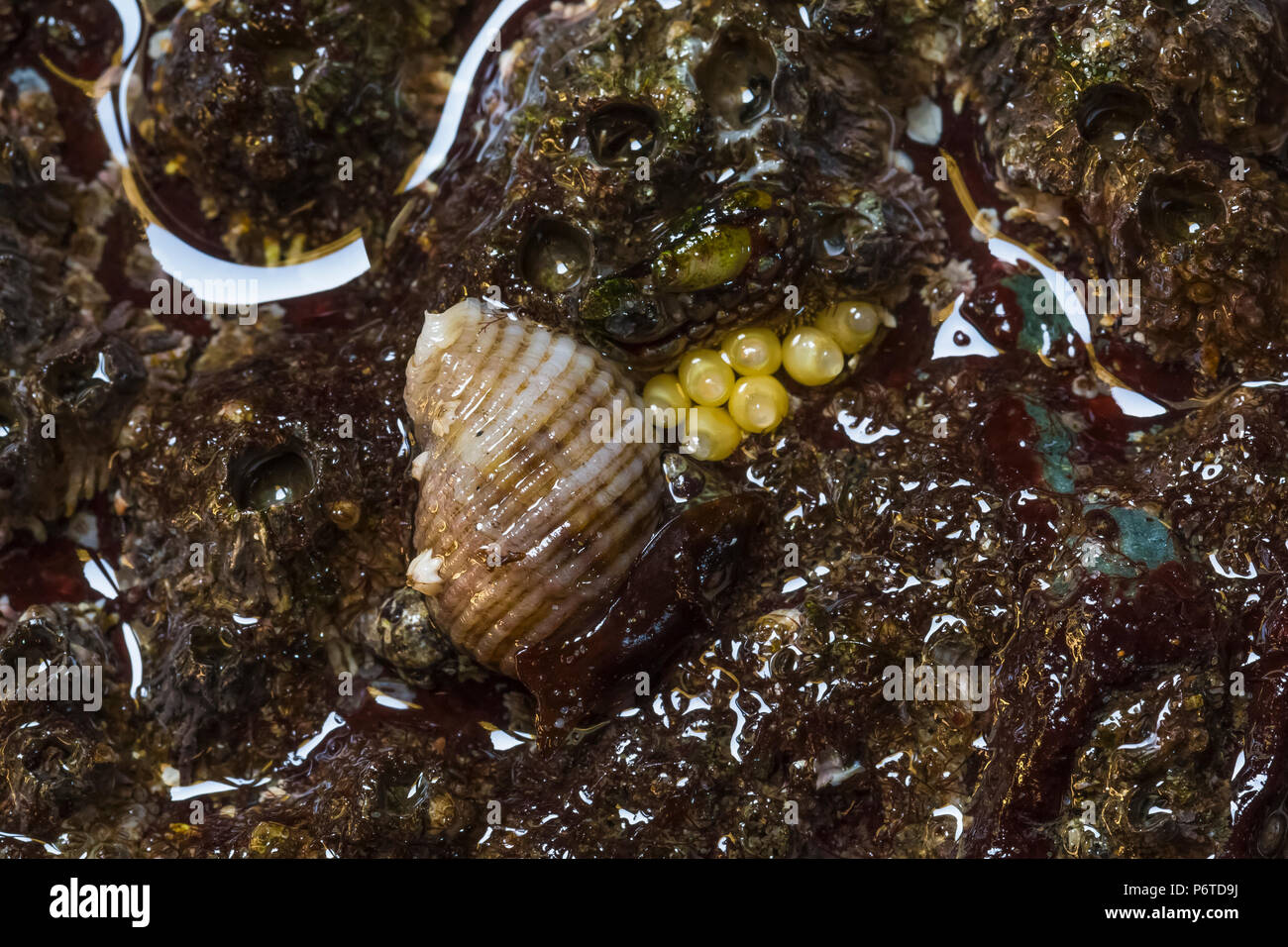 Channeled Dogwinkle, Nucella canaliculata, laying eggs on rocky ...