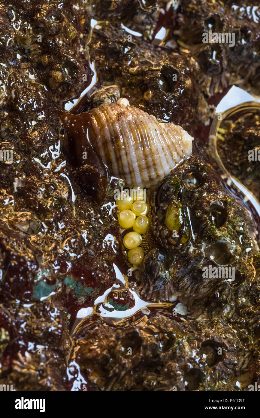 Whelk eggs hi-res stock photography and images - Alamy