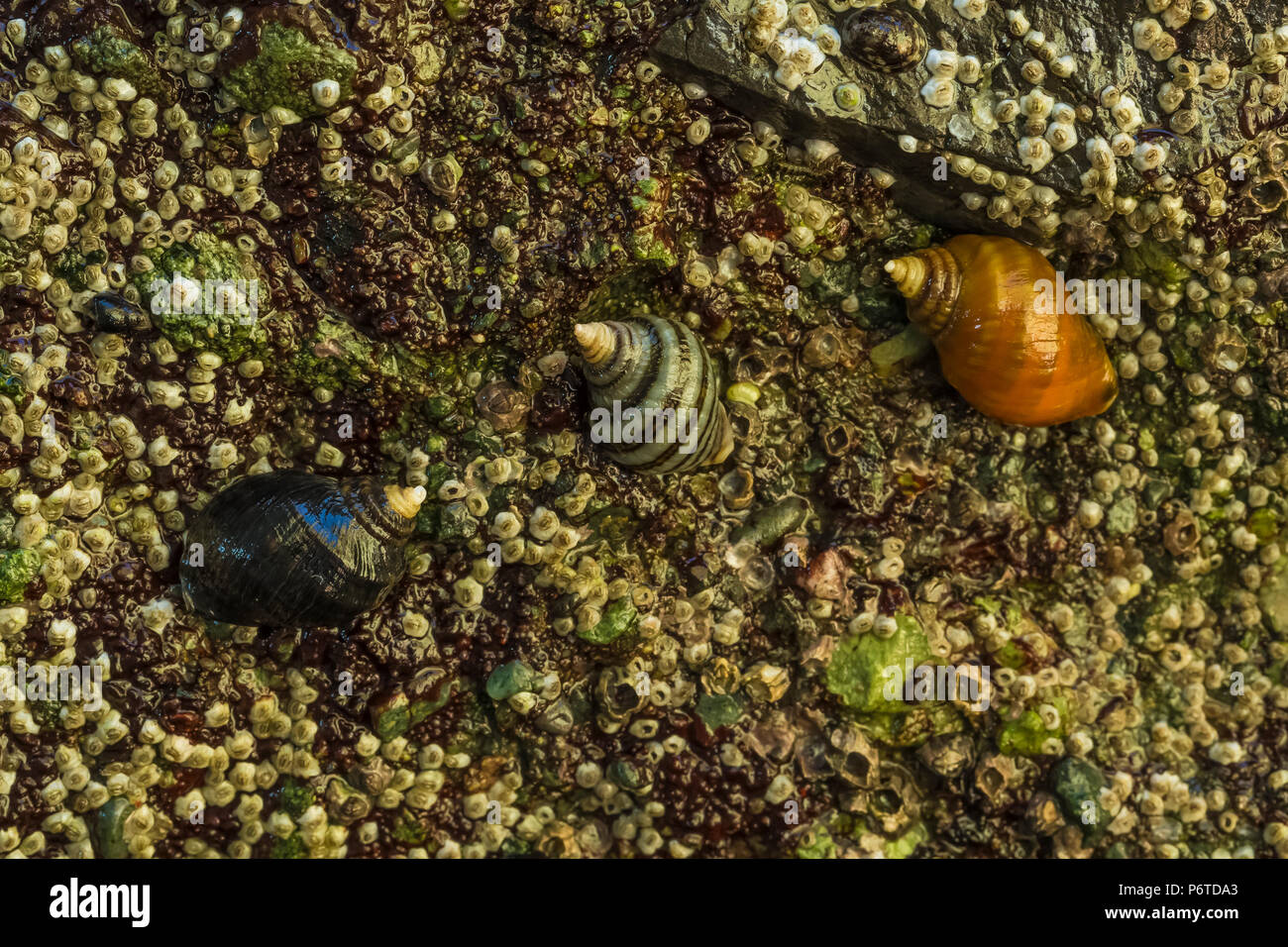 Striped Dogwinkle, Nucella emarginata, aka Emarginate Dogwinkle ...