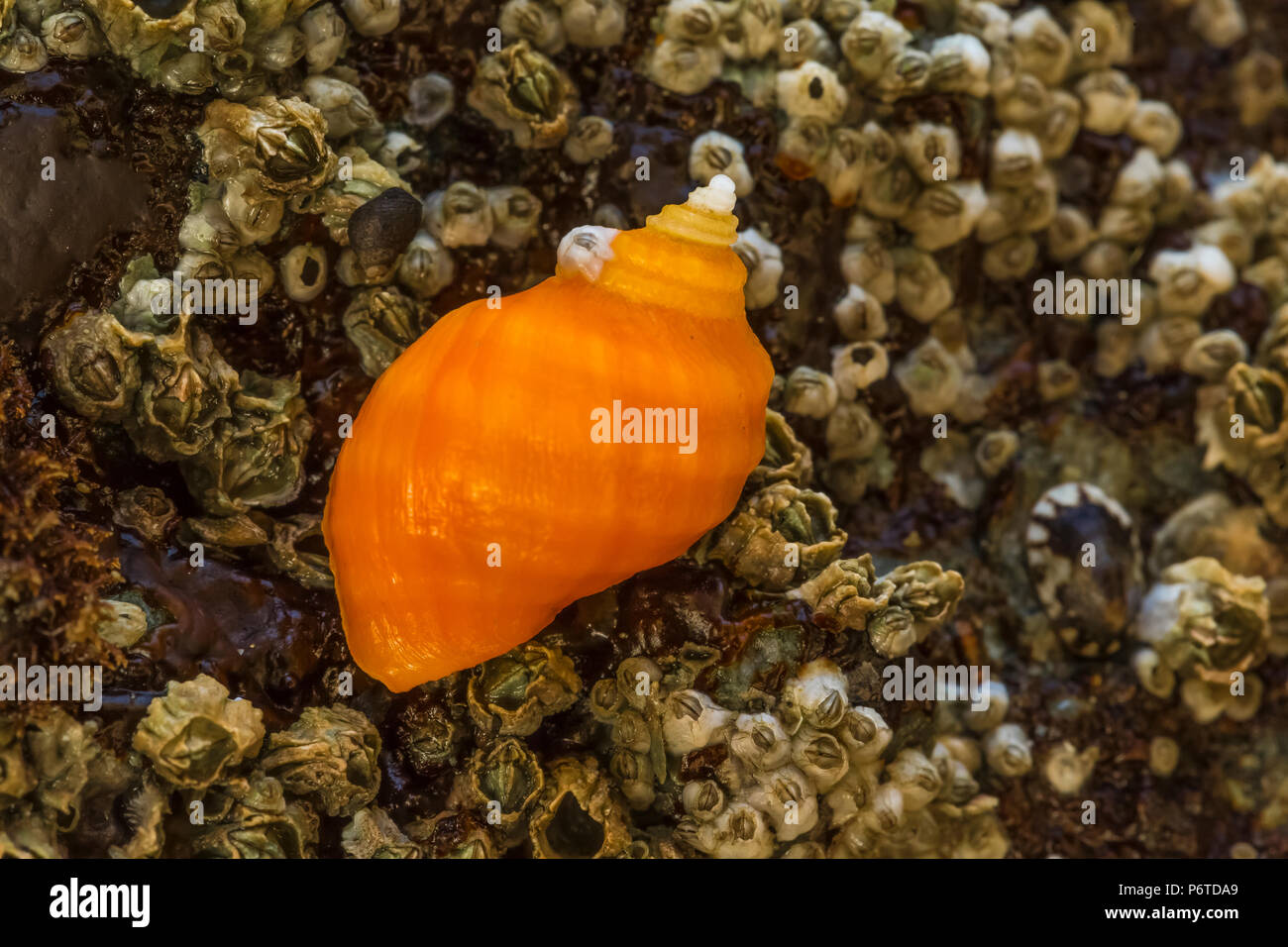 Gastropod substrate hi-res stock photography and images - Alamy