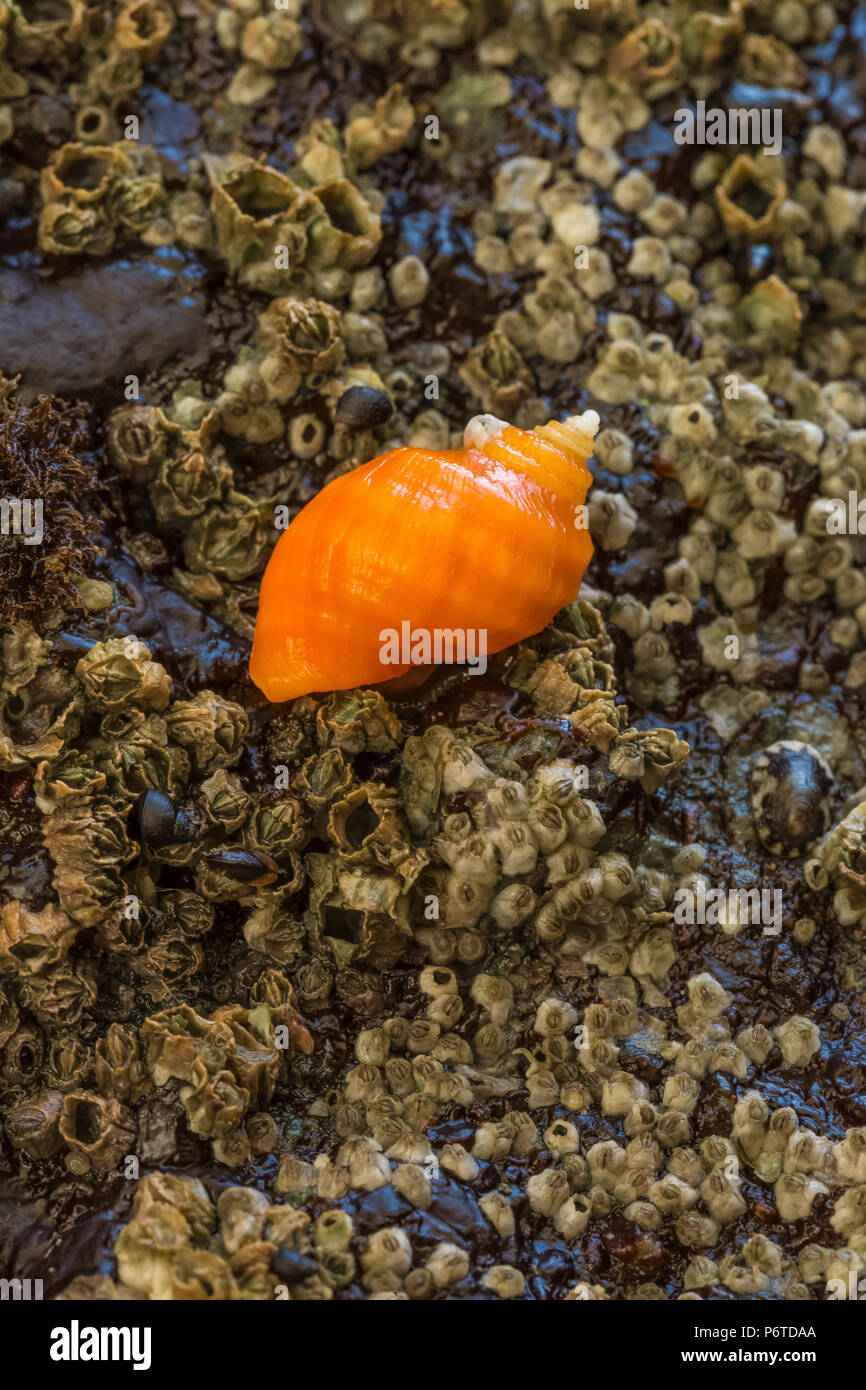 Striped Dogwinkle, Nucella emarginata, aka Emarginate Dogwinkle, with ...