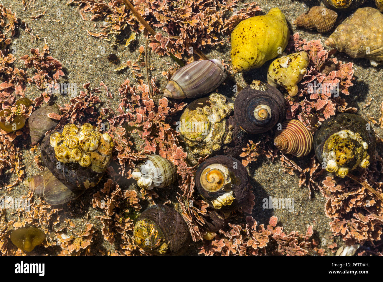 Hermit crabs in appropriated shells in a tide pool at Point of Arches ...
