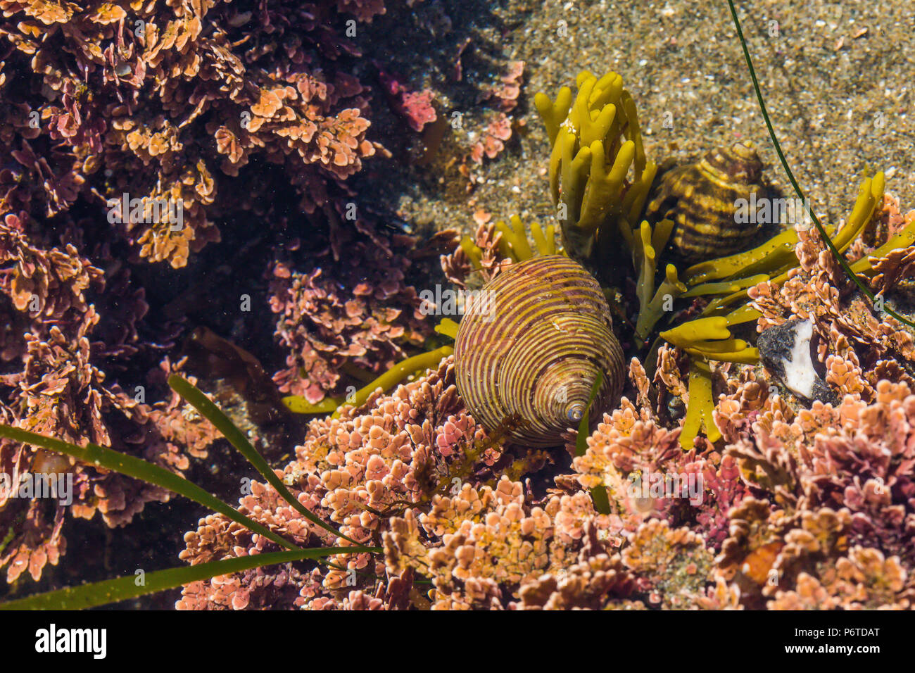 Shell point beach hi-res stock photography and images - Alamy