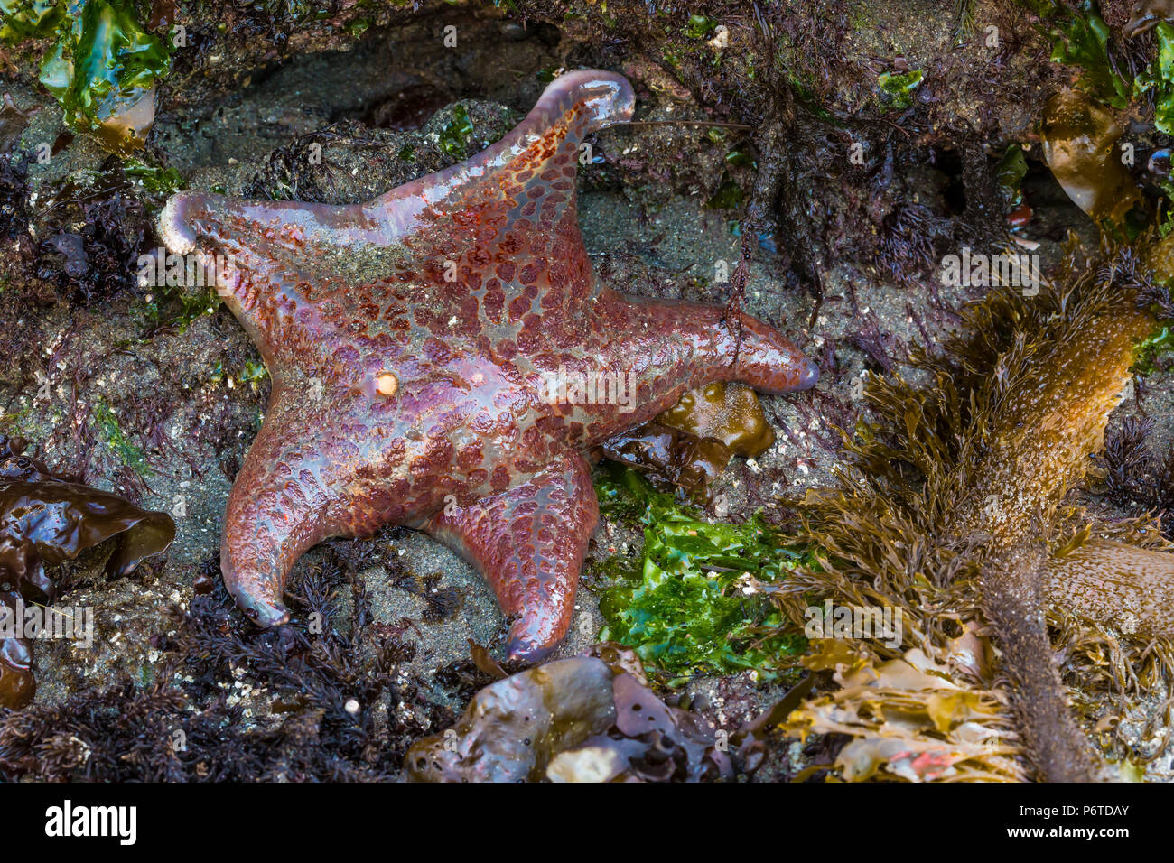 Leather Star, Dermasterias imbricata, out of the water at low tide at Point of Arches along the ...