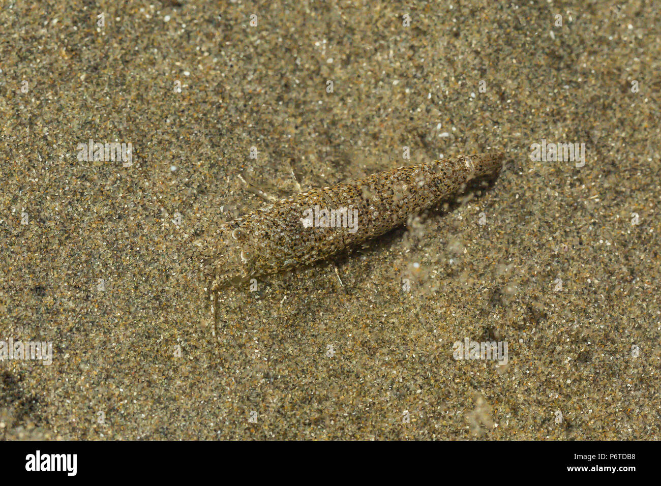 Smooth bay shrimp hi-res stock photography and images - Alamy