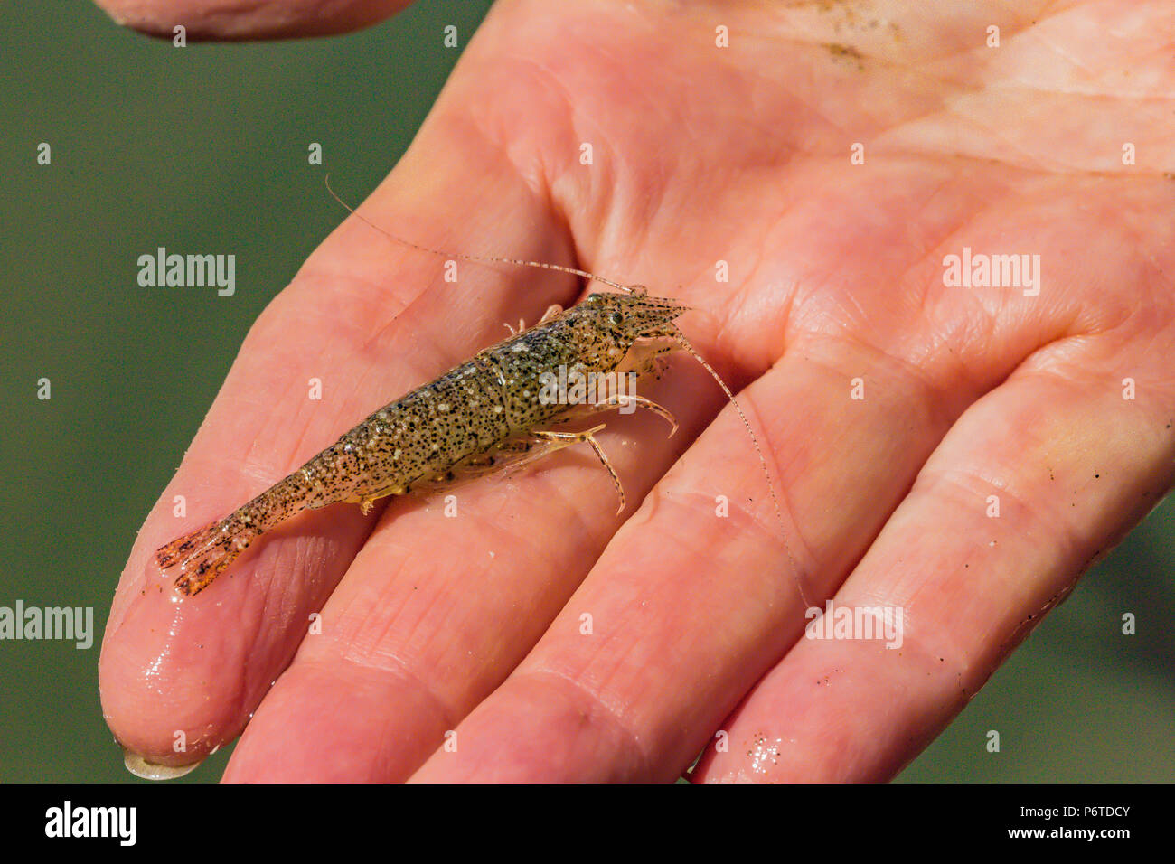Smooth bay shrimp hi-res stock photography and images - Alamy
