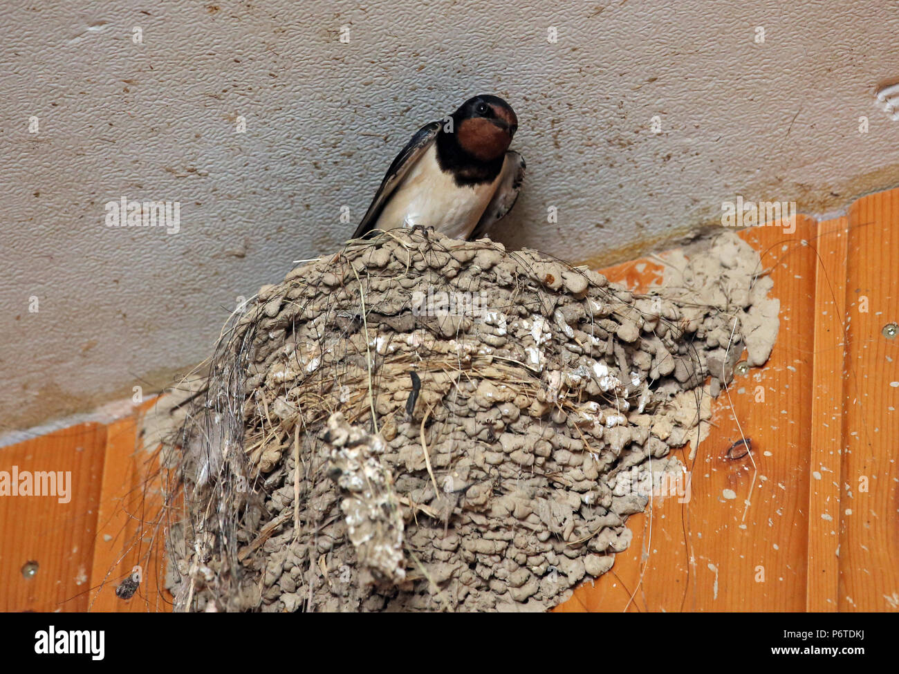 Barn swallow nests hi-res stock photography and images - Alamy