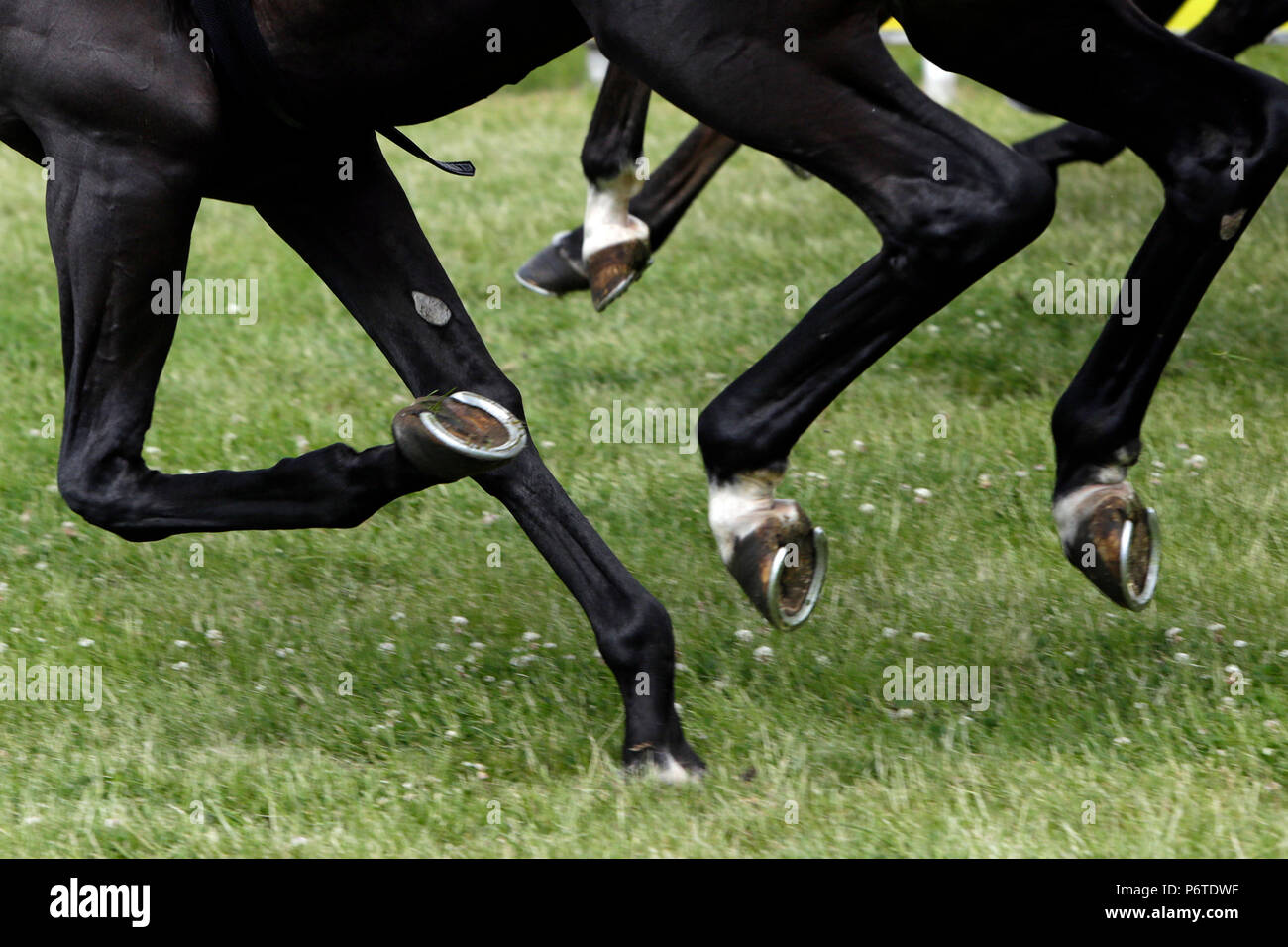 Galloping horse hooves hi-res stock photography and images - Alamy