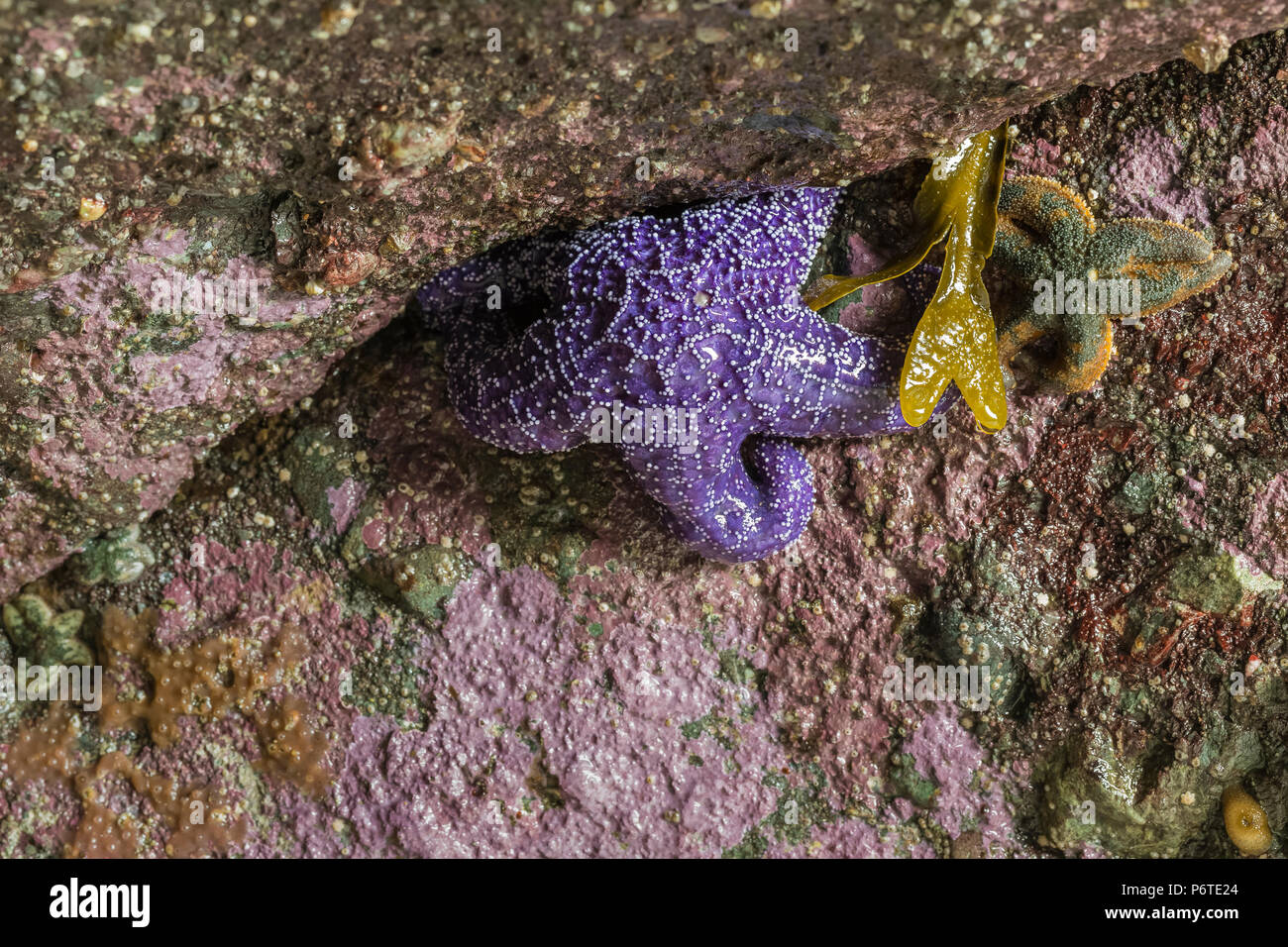 Six arches hi-res stock photography and images - Alamy