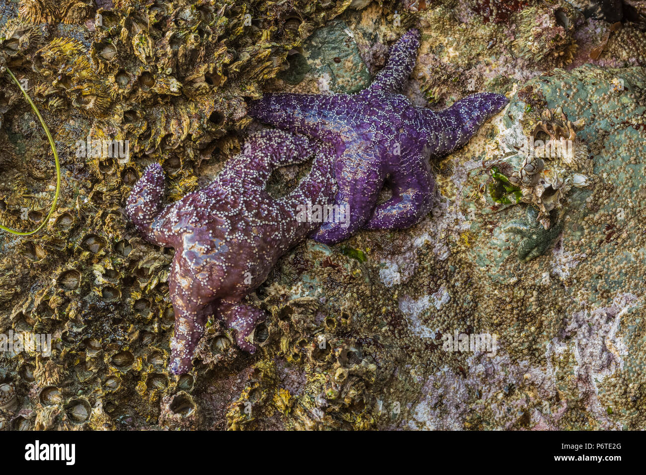 Ochre Sea Star, Pisaster ochraceus, aka Purple Sea Star or Common Sea ...