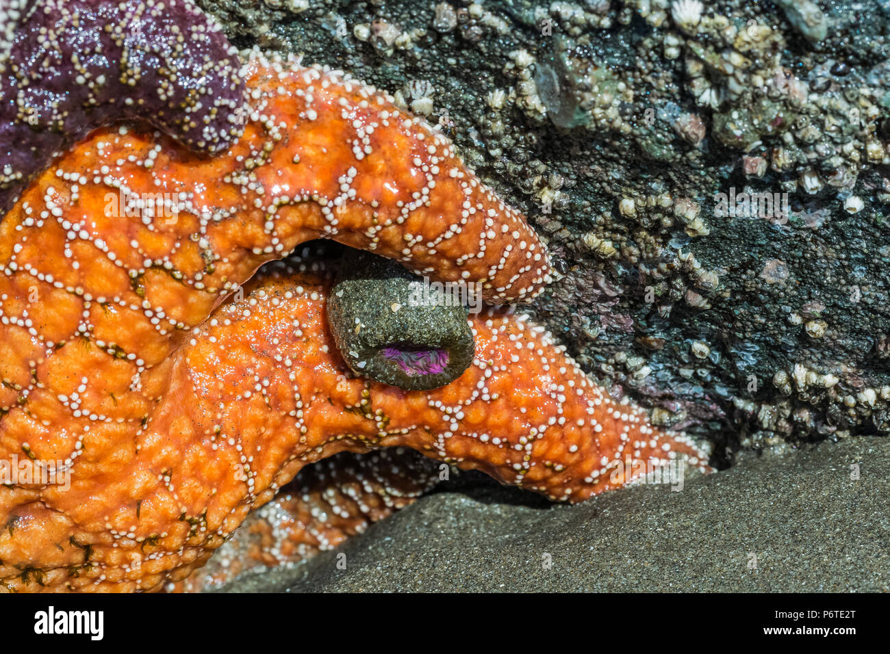 Purple sea star pisaster ochraceus hi-res stock photography and images ...