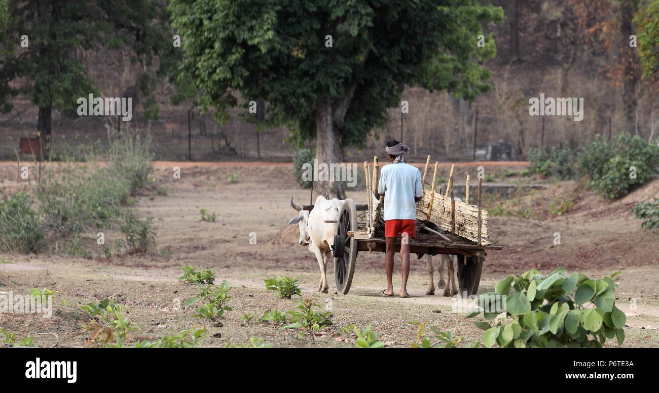 An Indian farmer walks back home with his bullock cart after finishing ...