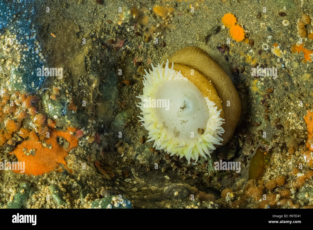 Microhabitat hi-res stock photography and images - Alamy