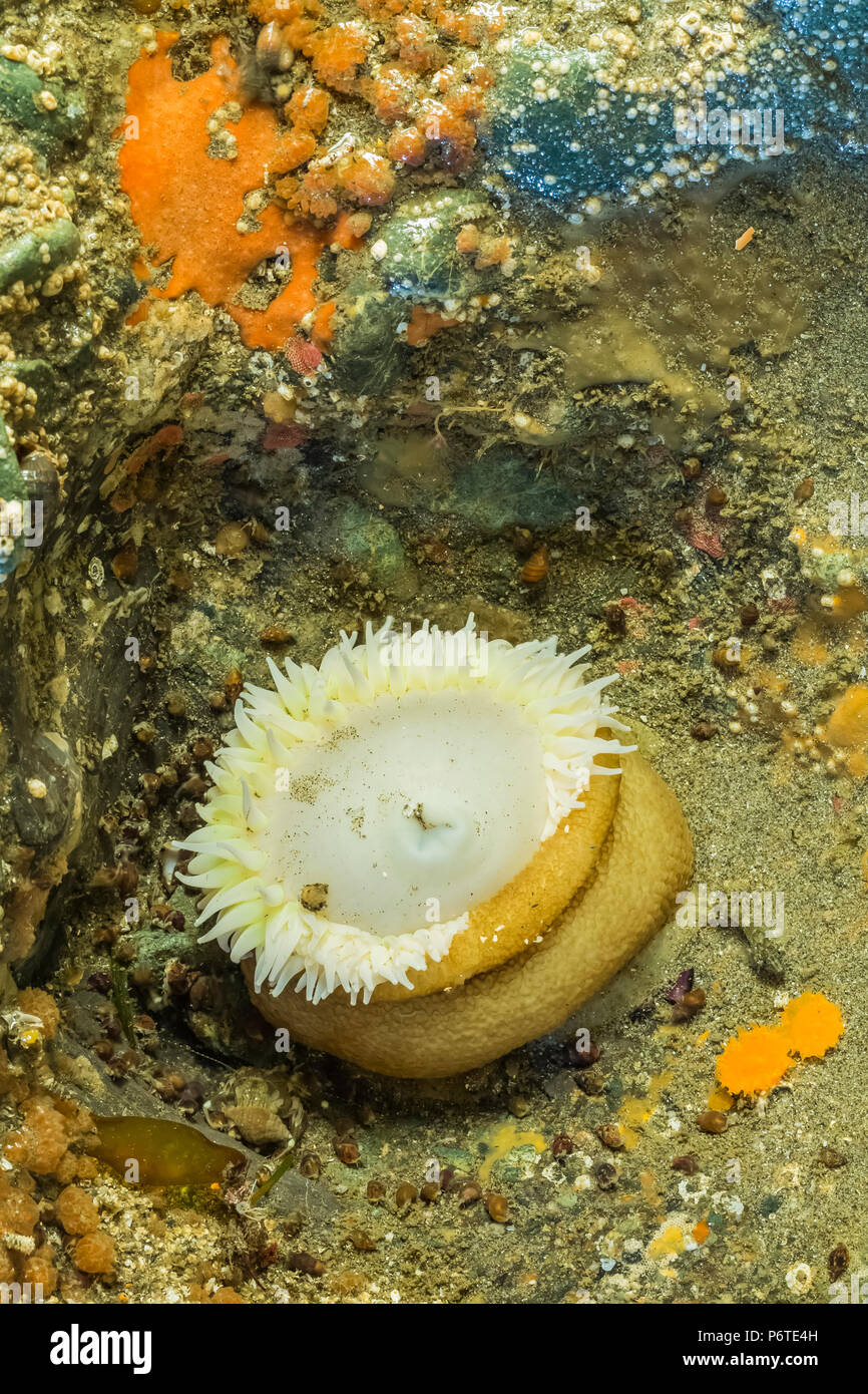 Giant Green Anemone, Anthopleura xanthogrammica, lacking algae in a ...