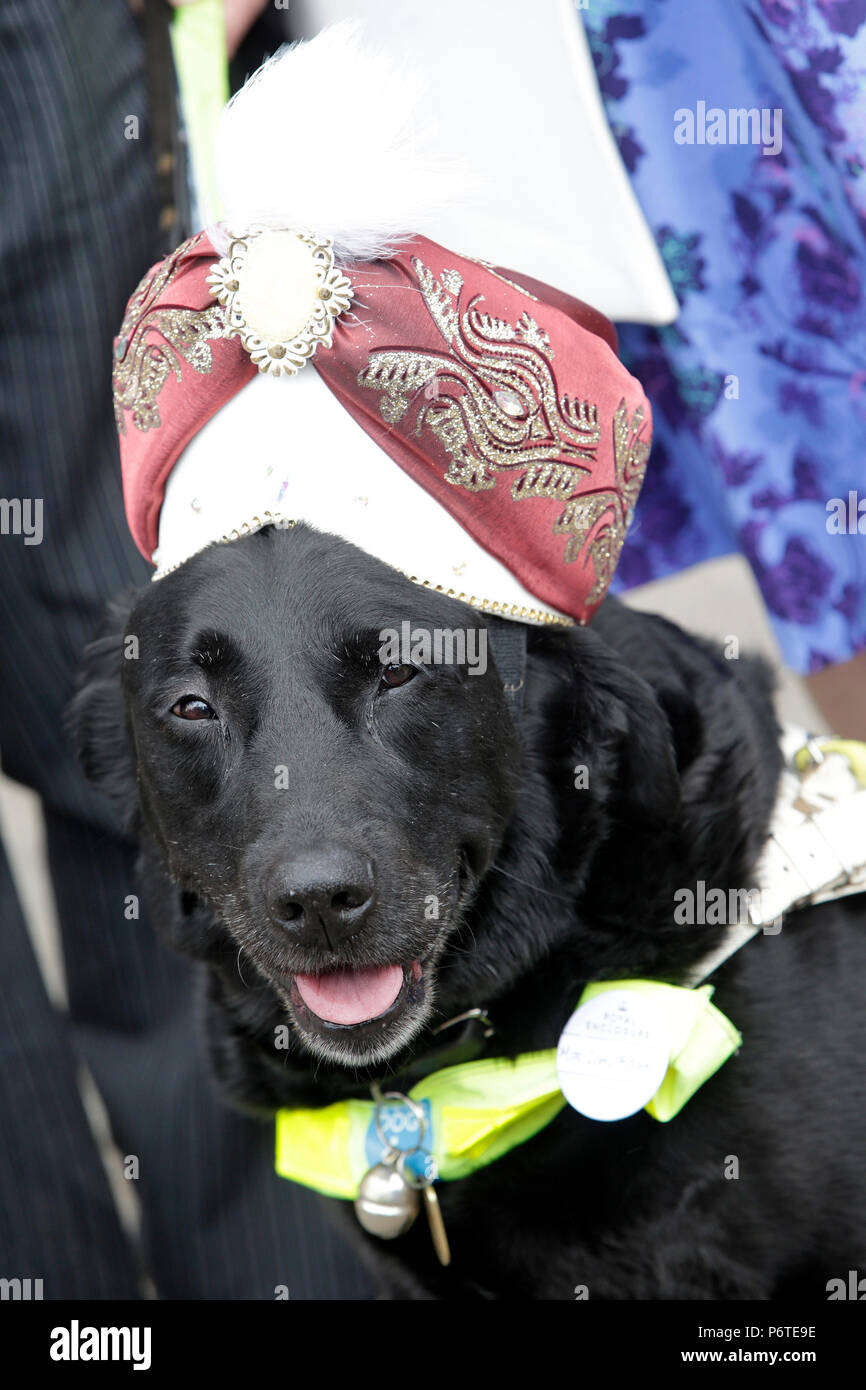 Royal Ascot, Fashion, has dog at the racecourse Stock Photo - Alamy
