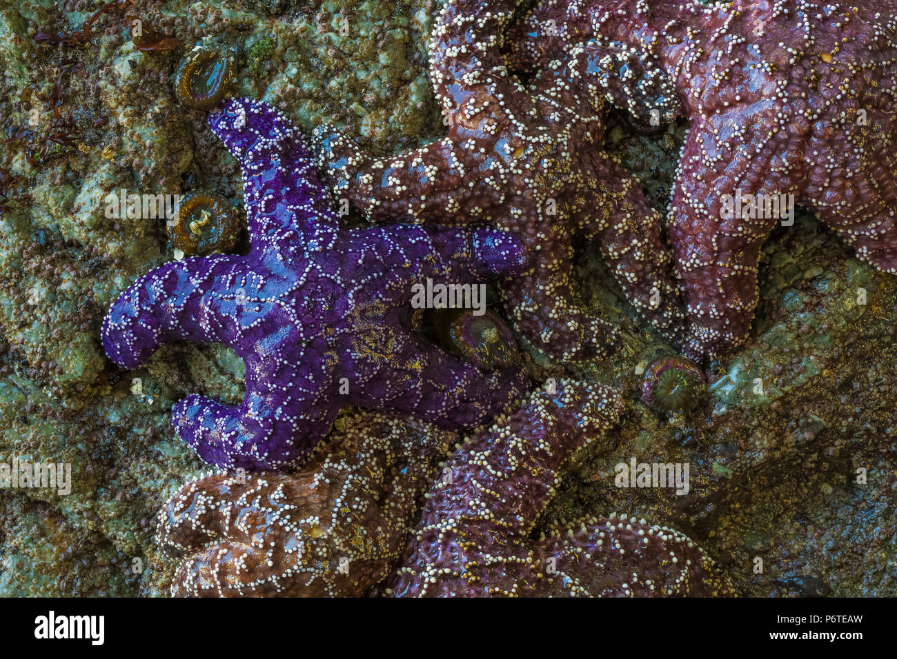 Keystone species starfish hi-res stock photography and images - Alamy