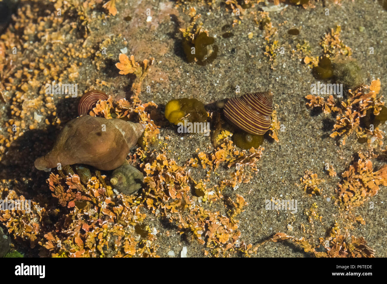 Western ribbed topsnail hi-res stock photography and images - Alamy