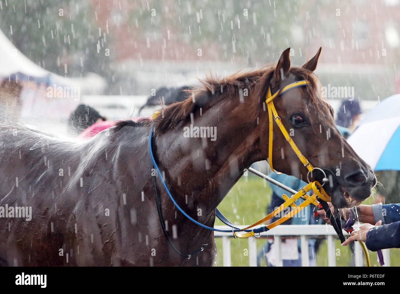 Horses Running In The Rain