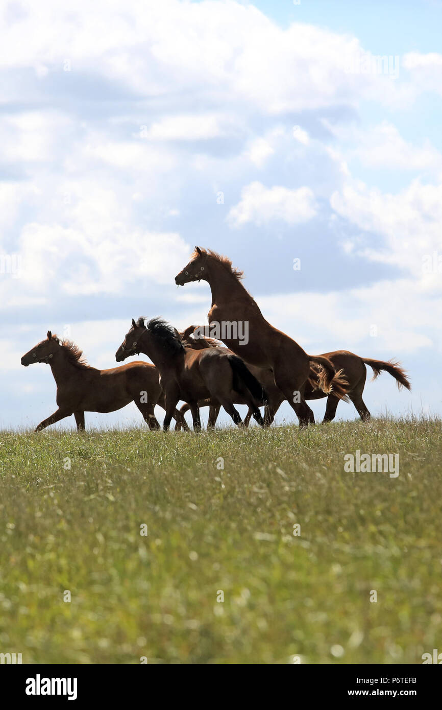 Horse herd galloping hi-res stock photography and images - Alamy