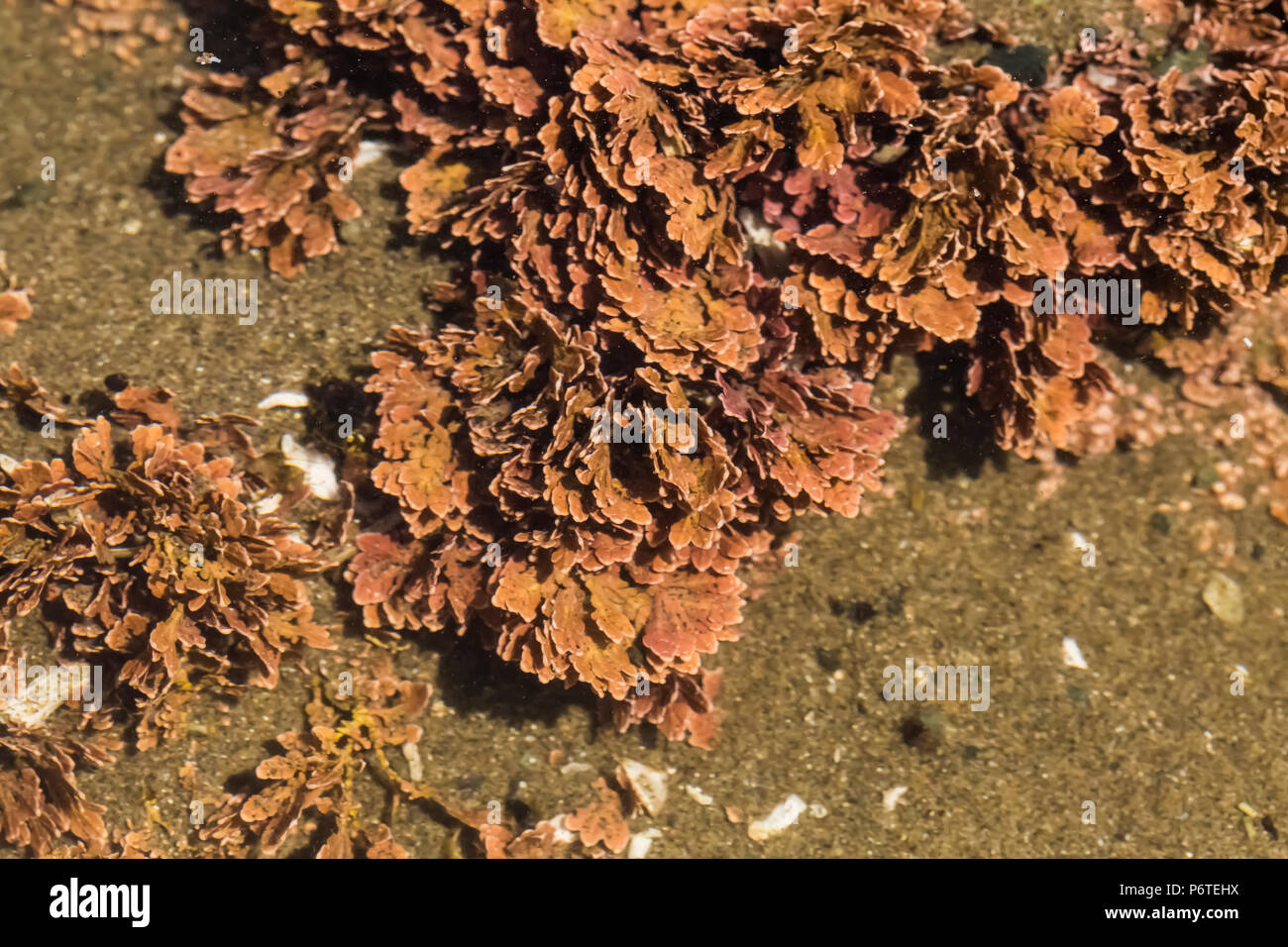 Coralline algae, Corallina spp., in a tide pool at Point of Arches ...