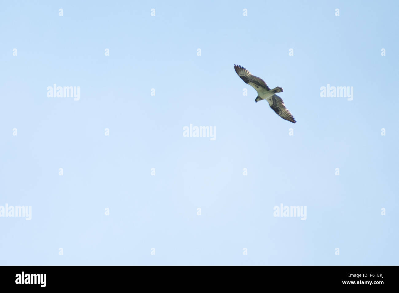Watching birds fly overhead hi-res stock photography and images - Alamy