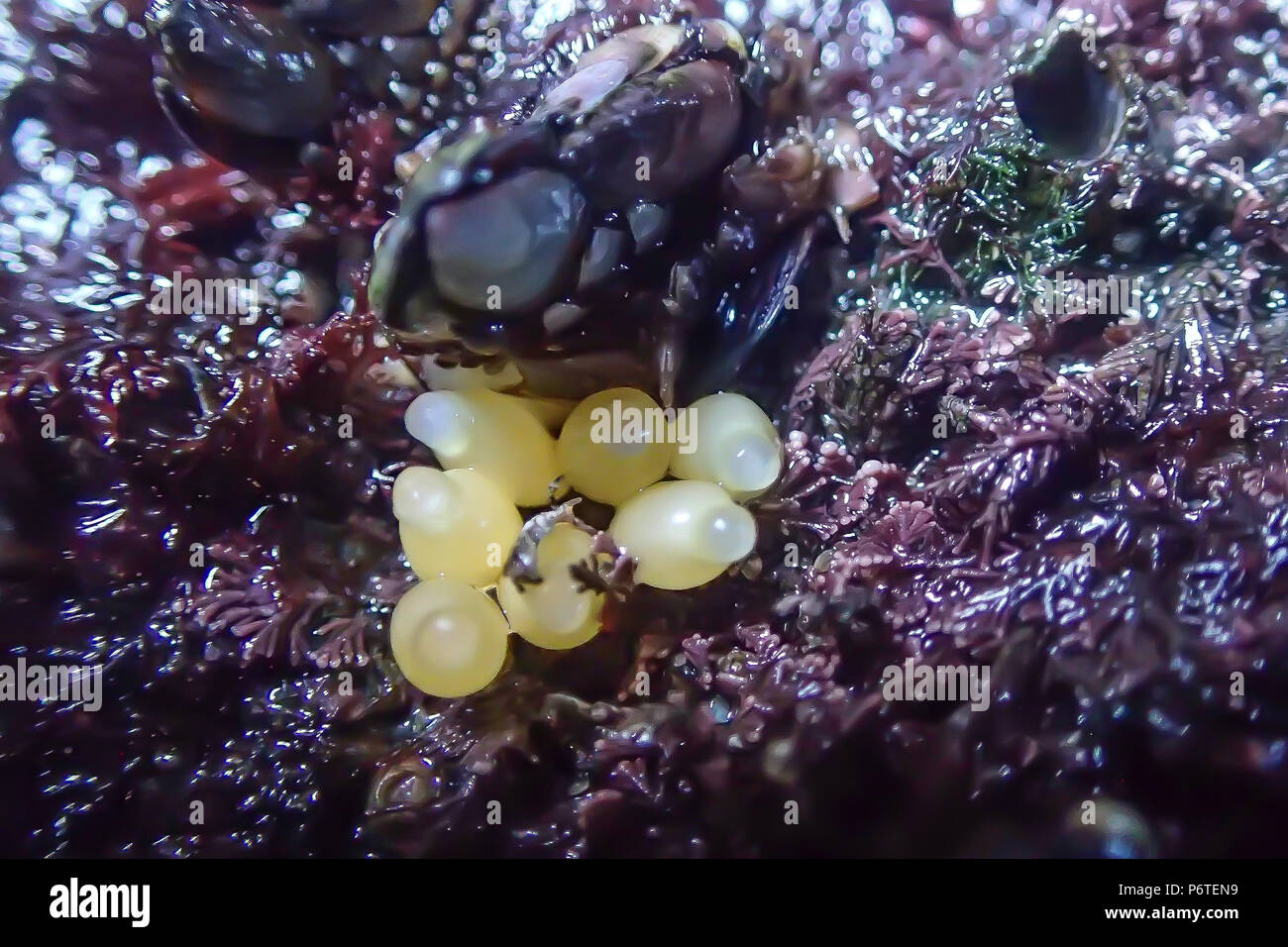 Eggs of Channeled Dogwinkle, Nucella canaliculata, on rocky substrate ...