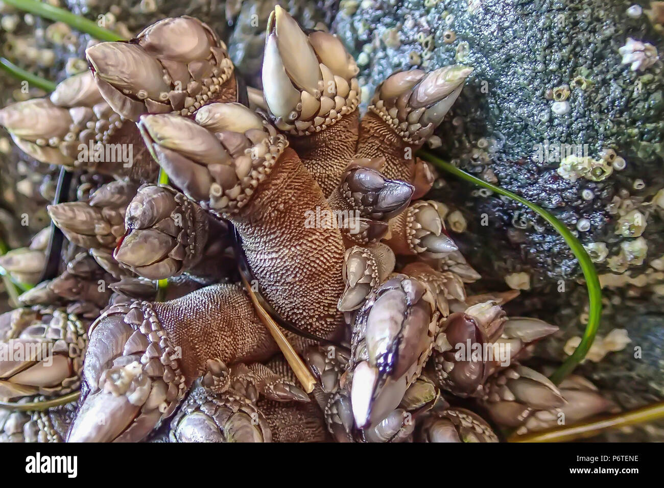 Leaf barnacle pollicipes polymerus hi-res stock photography and images - Alamy