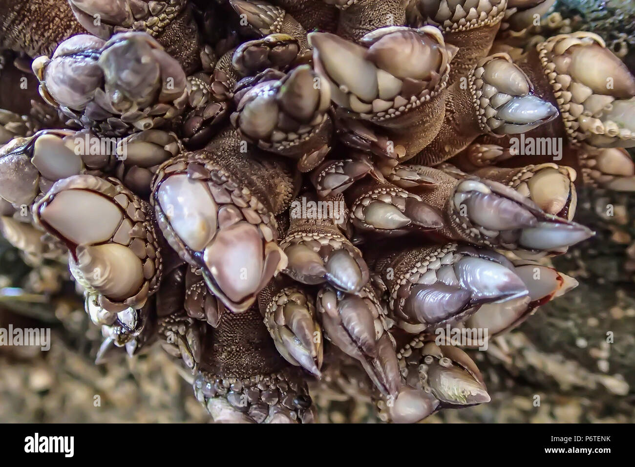 Leaf barnacle pollicipes polymerus hi-res stock photography and images ...