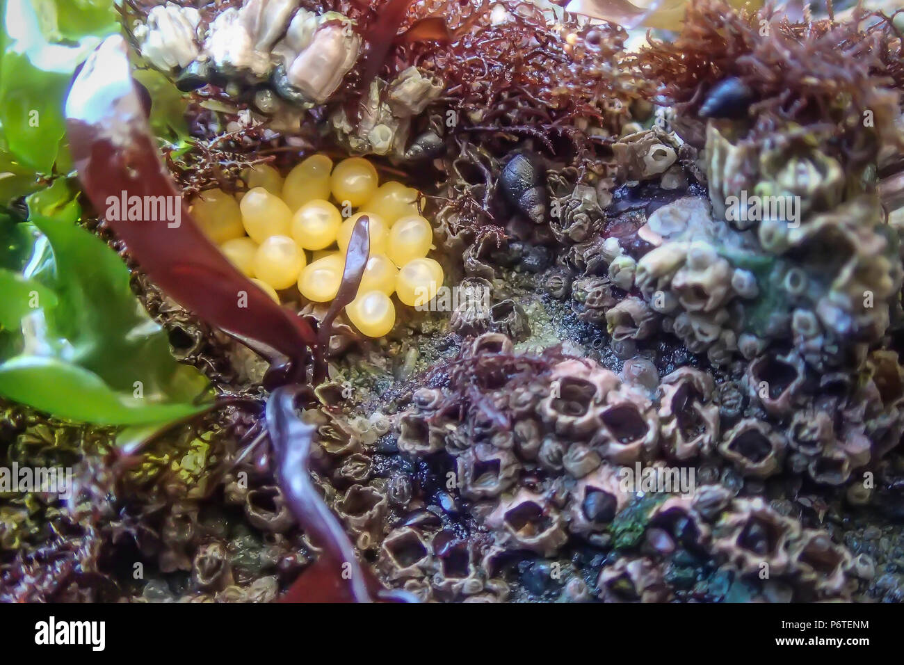 Eggs of Channeled Dogwinkle, Nucella canaliculata, on rocky substrate ...