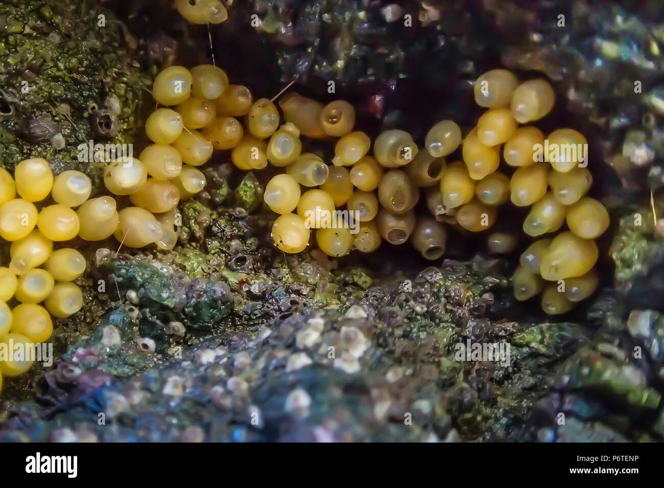 Eggs of Channeled Dogwinkle, Nucella canaliculata, on rocky substrate ...