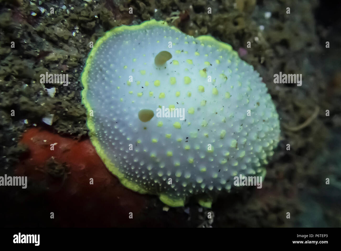 Yellow Margin Dorid, Cadlina luteomarginata, aka Yellow-edged Cadlina ...