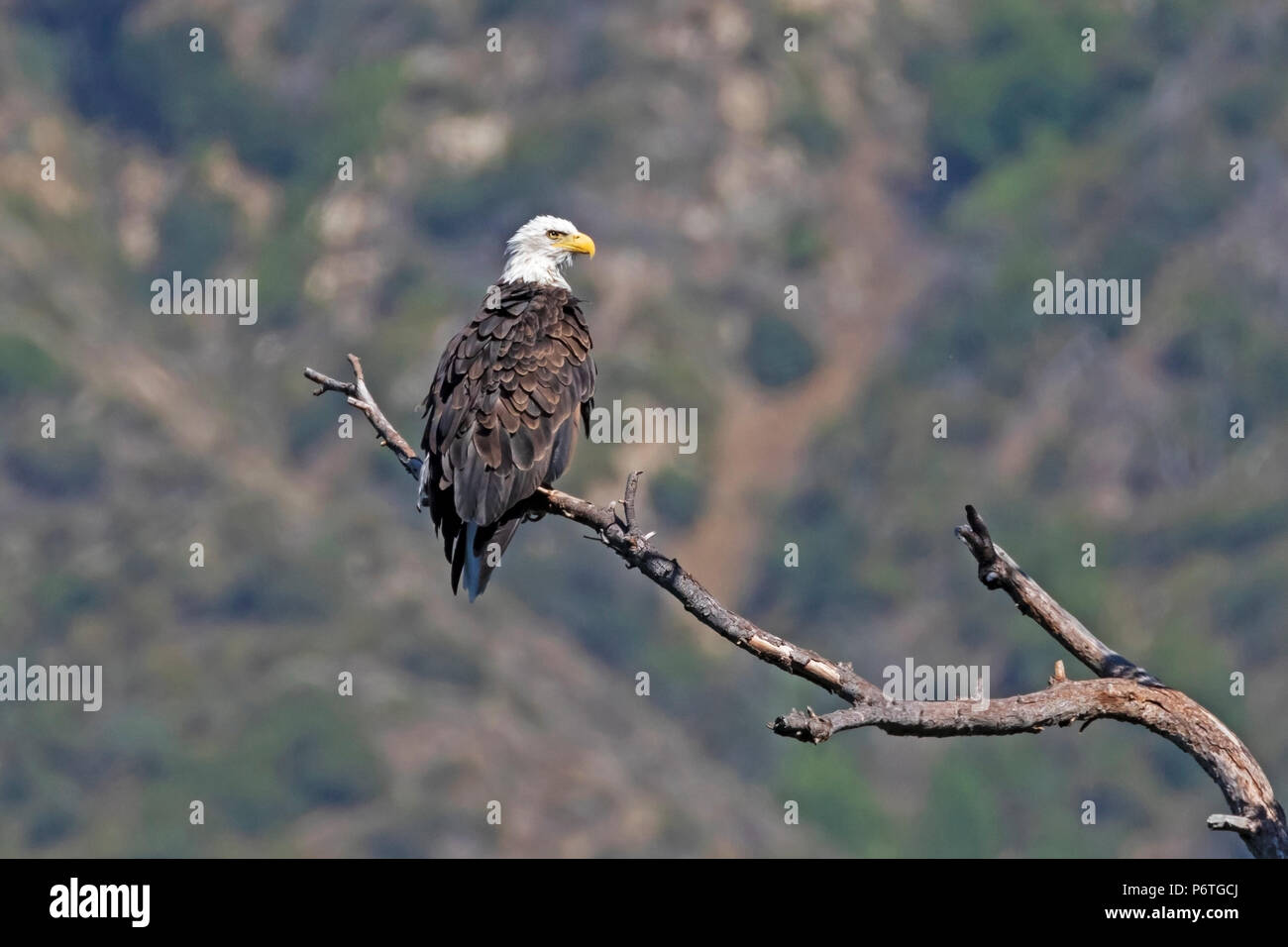 Bald eagle at tree branch perch in Los Angeles foothills Stock Photo ...