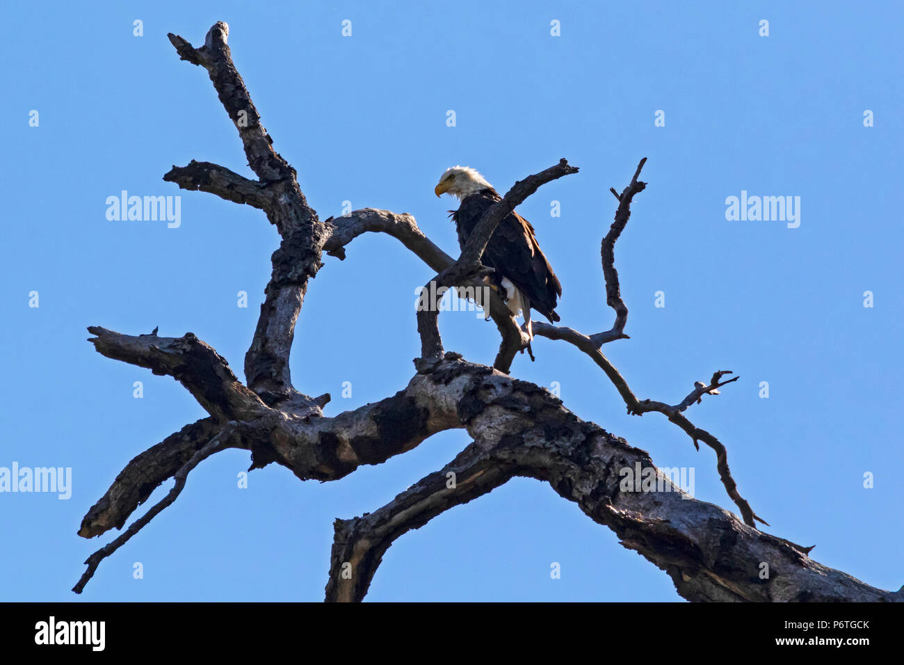 Bald eagle at tree branch perch in Los Angeles foothills Stock Photo ...