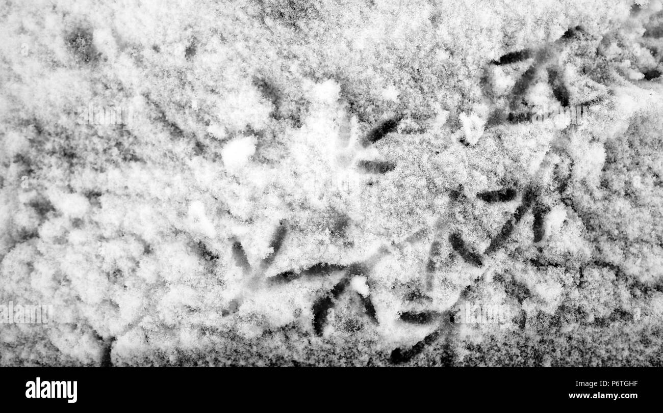 Footprints in the snow. Footprints on the first snow. Imprint of shoes ...