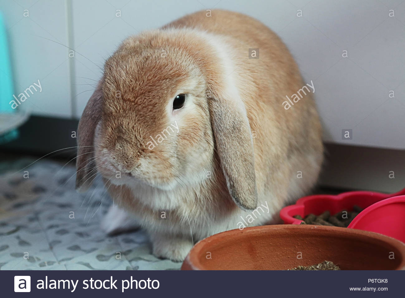 Holland Lop Rabbit Stock Photos & Holland Lop Rabbit Stock Images - Alamy