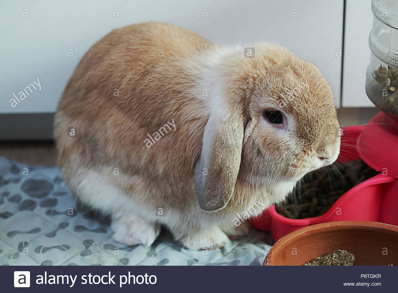 Holland Lop Rabbit Stock Photos & Holland Lop Rabbit Stock Images - Alamy