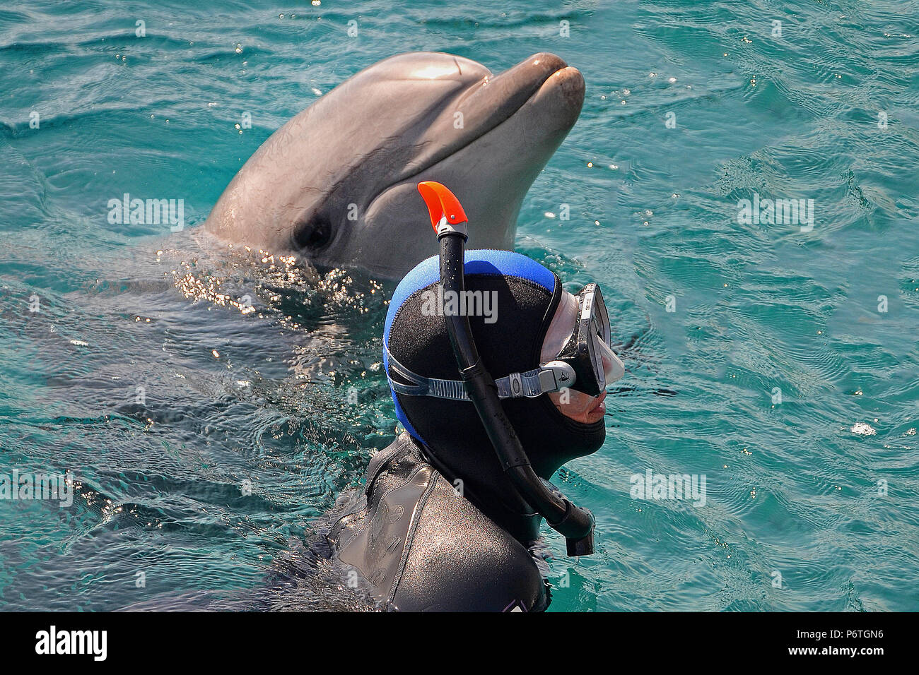 The dolphin and the diver with a mask emerged from the water. scuba ...