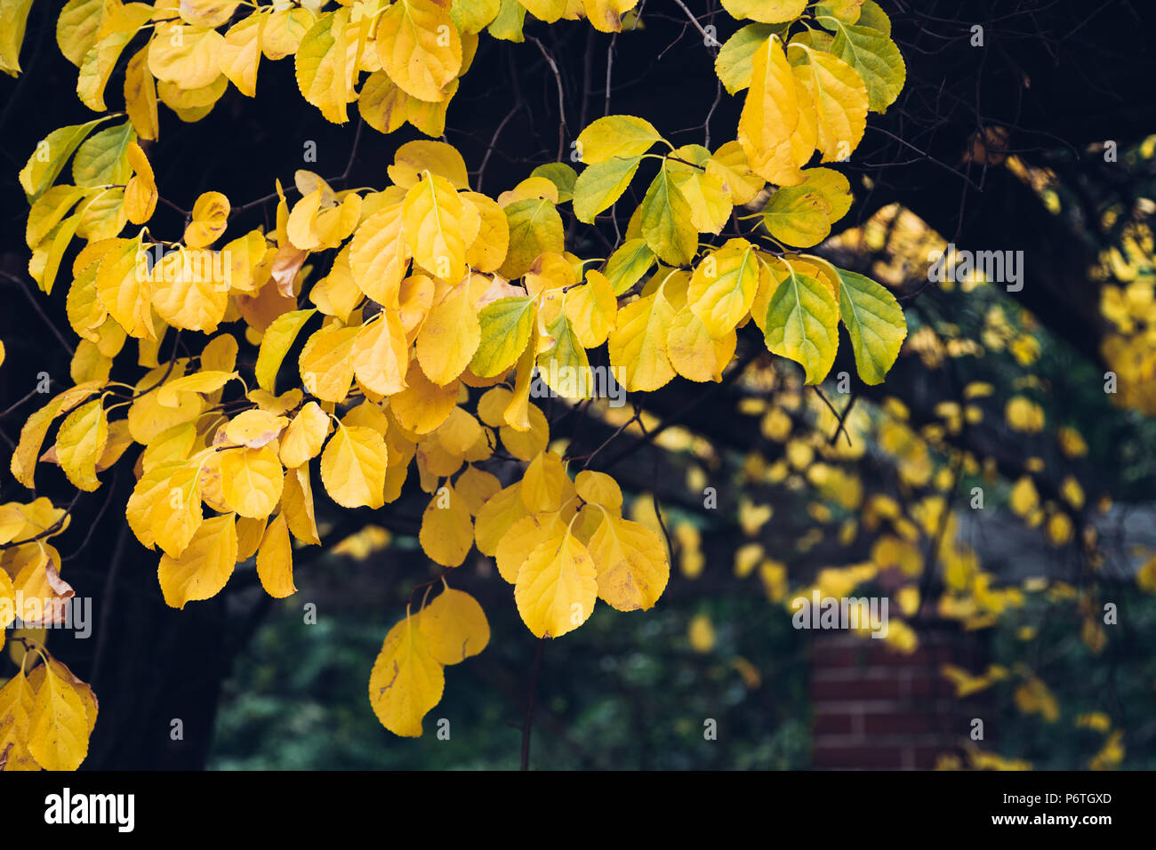 Yellow autumn leaves Stock Photo - Alamy