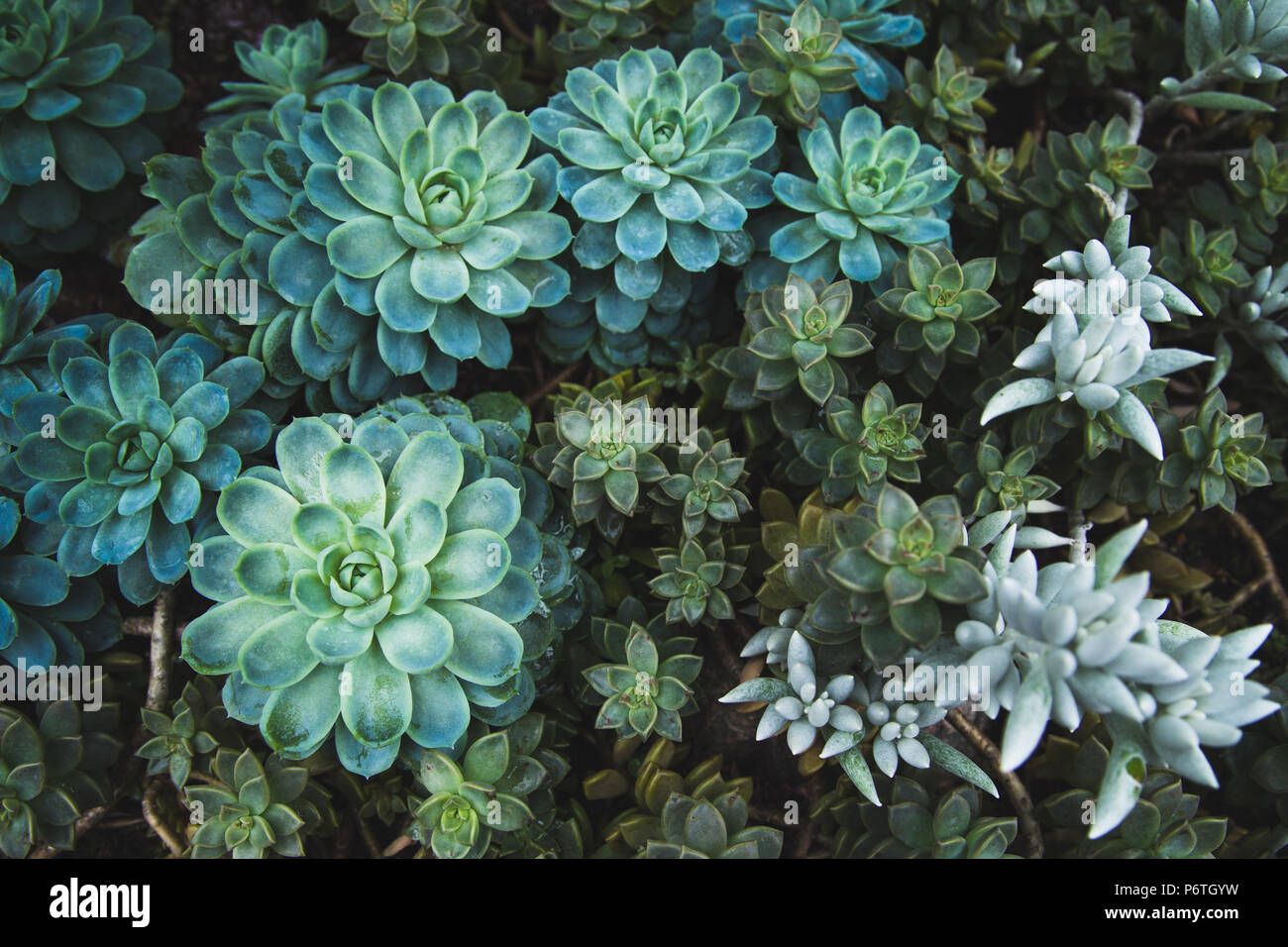 Succulent horticulture hi-res stock photography and images - Alamy